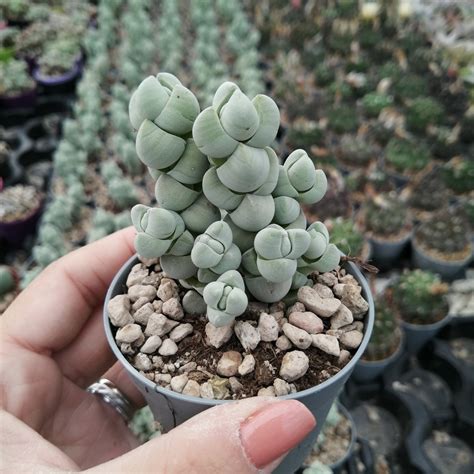 Crassula Arta Giromagi Cactus And Succulents