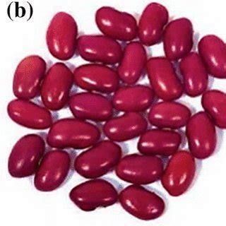 Seed Coat Color Of Common Bean A Brs Estilo Carioca” Type B Ouro