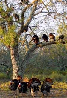 From The Heart With Gini Rifkin Fun Facts About Wild Turkeys