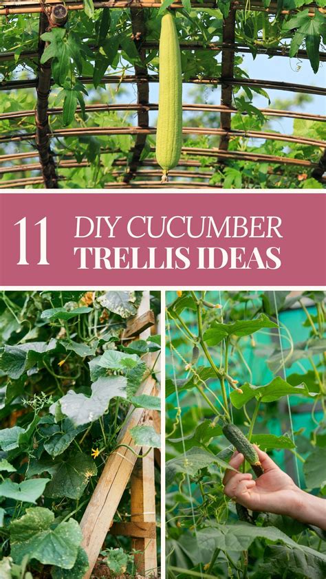 Diy Cucumber Trellis Ideas For Your Garden