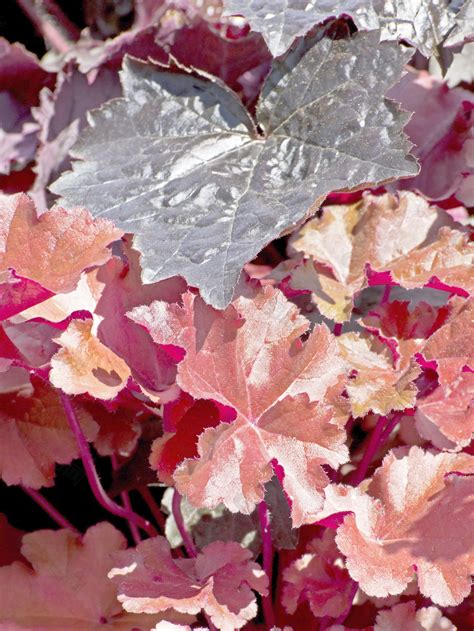 叶素材免费下载 图片编号 4144485 六图网