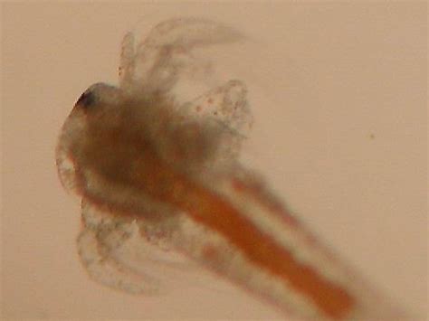 Sea Monkeys: Nostalgic aquarium pet on sale for $15 | Gold Coast Bulletin