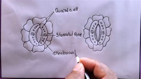 How To Draw Open And Closed Stomatal Pore YouTube