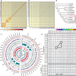 Hi C Density Heatmaps Genomic Features And Evolutionary History Of C Download Scientific