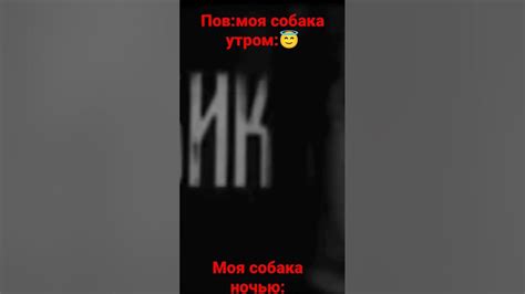 #бобик - YouTube
