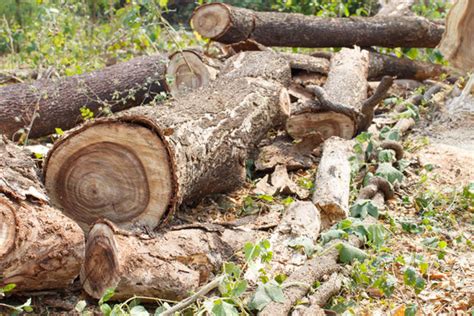 Craftsman Cutting Timber Photos By Canva