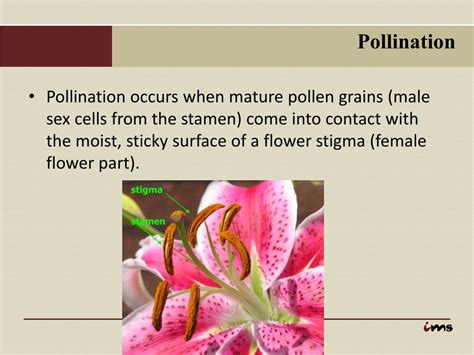 Ppt Sexual And Asexual Reproduction Powerpoint Presentation Free