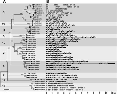 Phylogenetic Analysis A And Exon Intron Structures B Of Arabidopsis Download Scientific