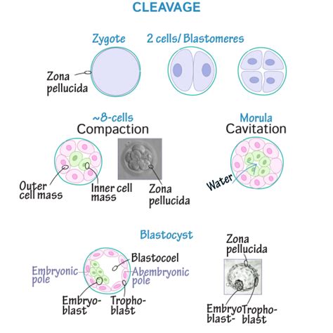 Embryology Glossary Cleavage And Implantation Drawittoknowitmedical