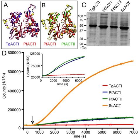 Apicomplexan Actins Differ In Sequence And Polymerization Kinetics A