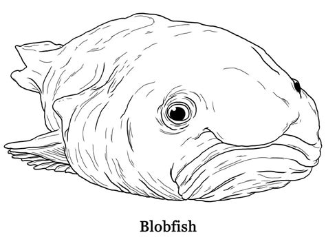 Blobfish Coloring Fish Pages Blob Easy Printable Template