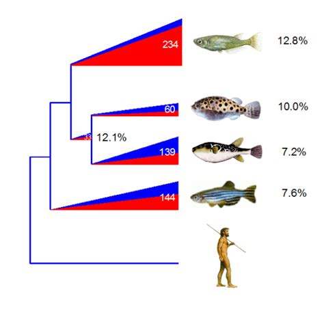 Phylogeny Of The Studied Fish Species The Proportion Of Genes With