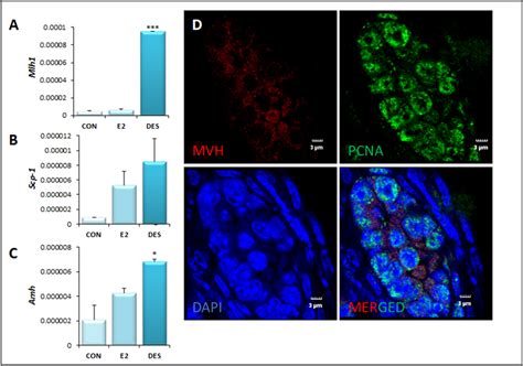 Gene Expression Of Early Meiotic Markers A B In Control And After