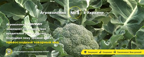 ТМ «Agreen» - официальный сайт производителя торговой марки Agreen.
