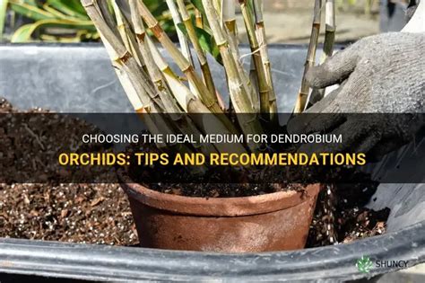 Choosing The Ideal Medium For Dendrobium Orchids Tips And Recommendations Shuncy