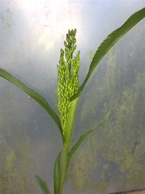 Observation Panicum Miliaceum L Andy Radnor Sep 17 2022 World Flora Pl Ntnet Identify