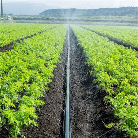 Sumisansui R Wide Haverson