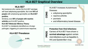 HLA B27 Genetic Variant That Increases Susceptibility To Autoimmune Diseases