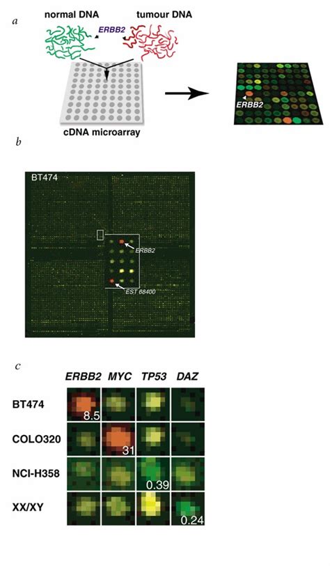 DNA Microarray Analysis Of DNA Copy Number Changes A Schematic Download Scientific Diagram