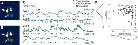 Able An Activity Based Level Set Segmentation Algorithm For Two Photon Calcium Imaging Data
