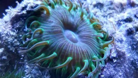 100 Zoanthid Wallpapers