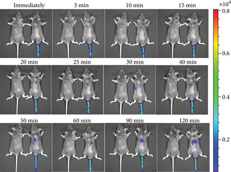migration path of inkt cells tracked by caliper ivis lumina ii a c