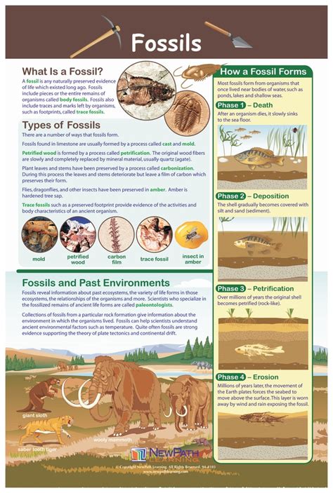 Earth Science Curriculum Mastery Posters Fossils Poster Teaching Supplies Fisher Scientific