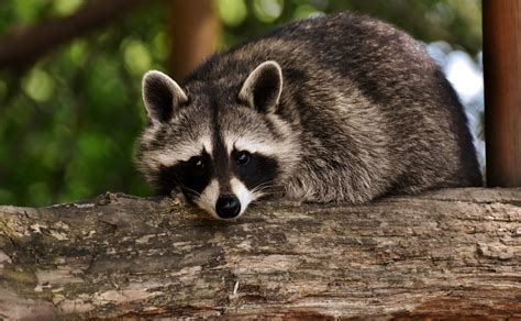El Mapache Una De Las Especies Más Adaptables Del Planeta