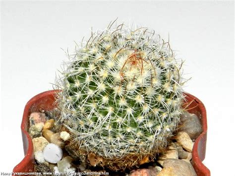 Суккулентные растения, Петр Лапшин, каталог для заказа - succulents by ...
