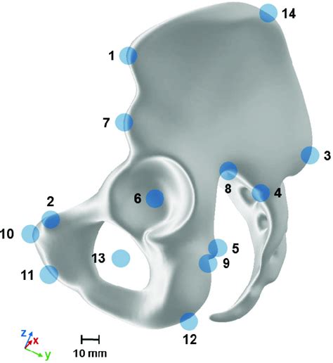 Mean Pelvis Shape Of 523 Pelves With The 14 Defined Landmarks For The