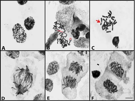 Allium Sativum L Cytological Data Obtained By Conventional Giemsa