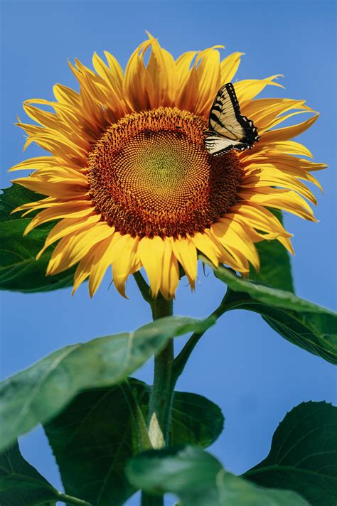 Just A Photo From My Garden 🌻🦋 Rsunflowers