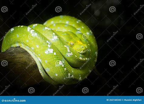 Green Tree Python Form A Circle Stock Image Image Of Reptile Green
