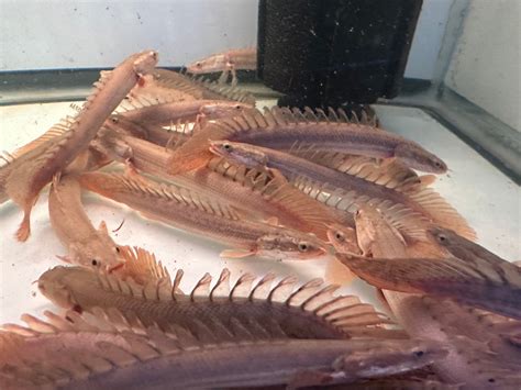 Polypterus Bichir Bichir Pbb Polypterus Bichir Bichir Monsteraquariumonline