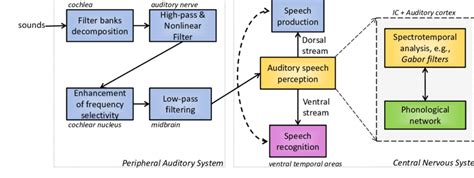 Simplified Functional Model Of Human Speech Processing A The First Download Scientific