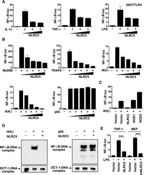 Nlrc5 Negatively Regulates The Nf κb And Type I Interferon Signaling