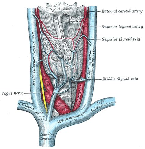 Thyroid Gland Radiologica