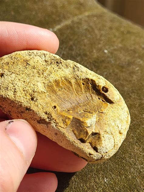 Is This A Fossil Found Amongst Abundant Crinoid Stem Pieces In Kentucky Usa R Fossilid