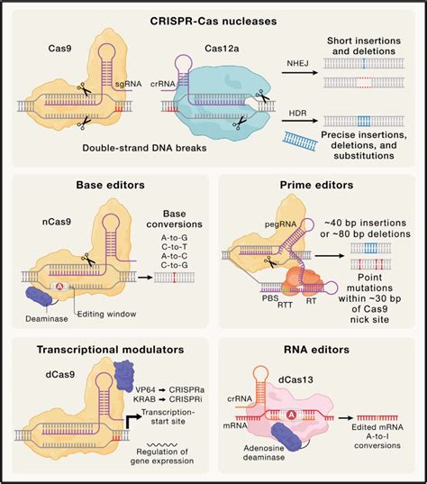 If 64 5丨cell：基因编辑技术的过去、现在和未来 哔哩哔哩