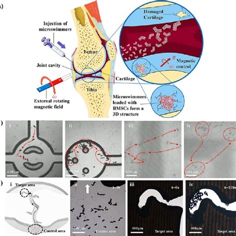 Fabrication And Characterization Of Microswimmers A−d Fabrication Download Scientific