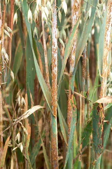 Wheat Stripe Rust Arable Farming Te Ara Encyclopedia Of New Zealand
