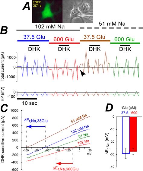 In The Absence Of Chloride Two Fold Decrease In Na E Shifted Glt 1a