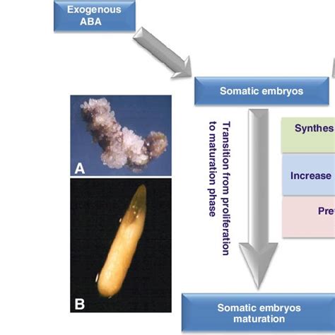 Transition Of Somatic Embryos From The Proliferation To Maturation