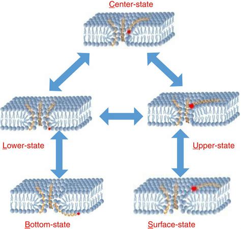 Model Of The Dynamic Toroidal Pore Of Ll 37 The Ll 37 Monomer