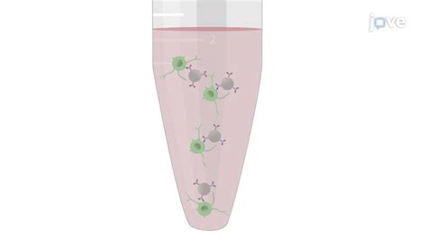Oligodendrocytes Marker