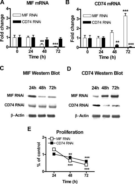 Inhibition Of Macrophage Migration Inhibitory Factor Or Its Receptor