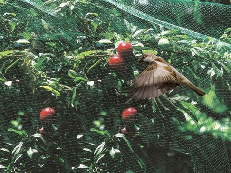 Bird Netting Services In Hyderabad Call Bird Netting Services Hyderabad
