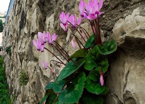 Цикламен персидский