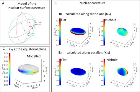 Model Of The Nuclear Surface Curvature A Curvature Analysis Along