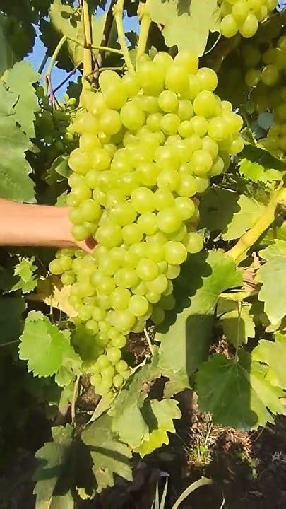 ყურძენი ქიშმიში ციმუსი Youtube